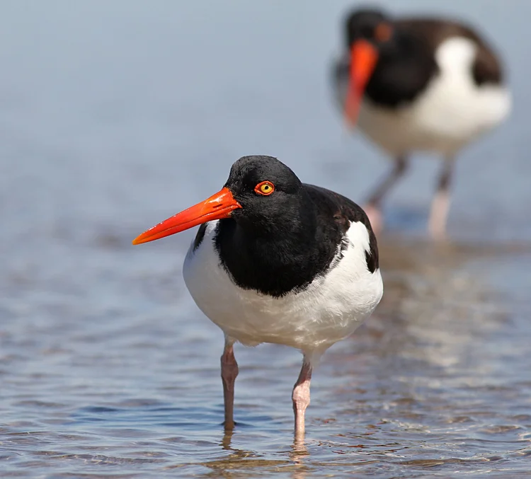 Save Shorebirds — Save Coastal Wildlife