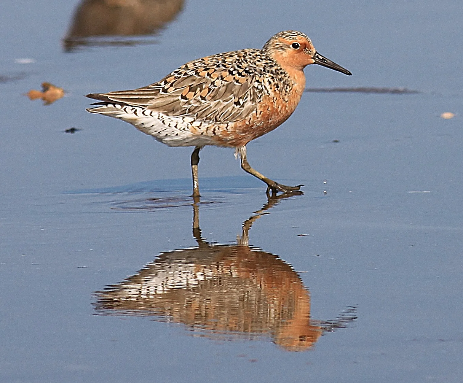 Save Shorebirds — Save Coastal Wildlife