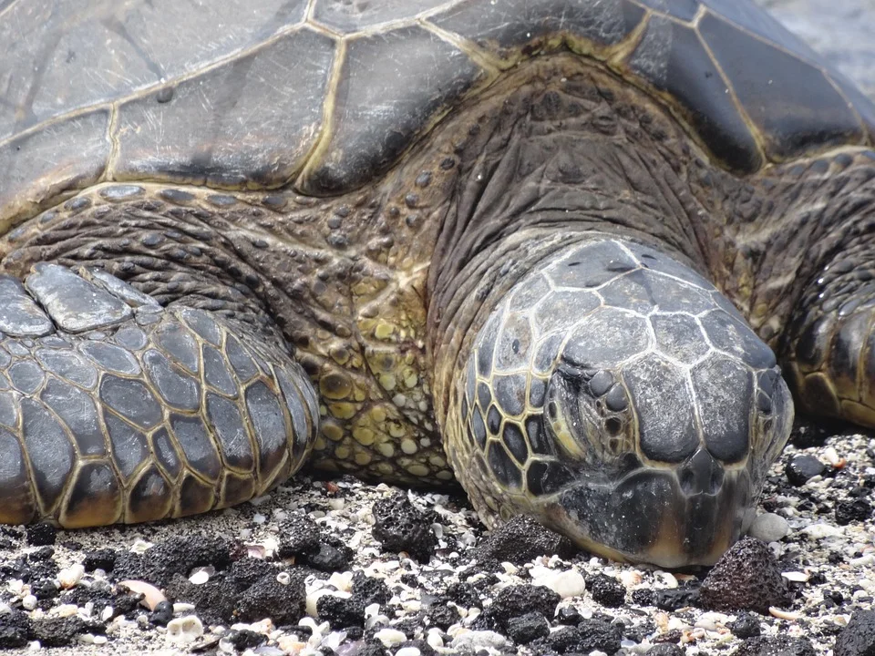 Injured Sea Turtle — Save Coastal Wildlife