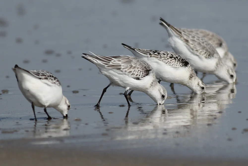Save Shorebirds — Save Coastal Wildlife
