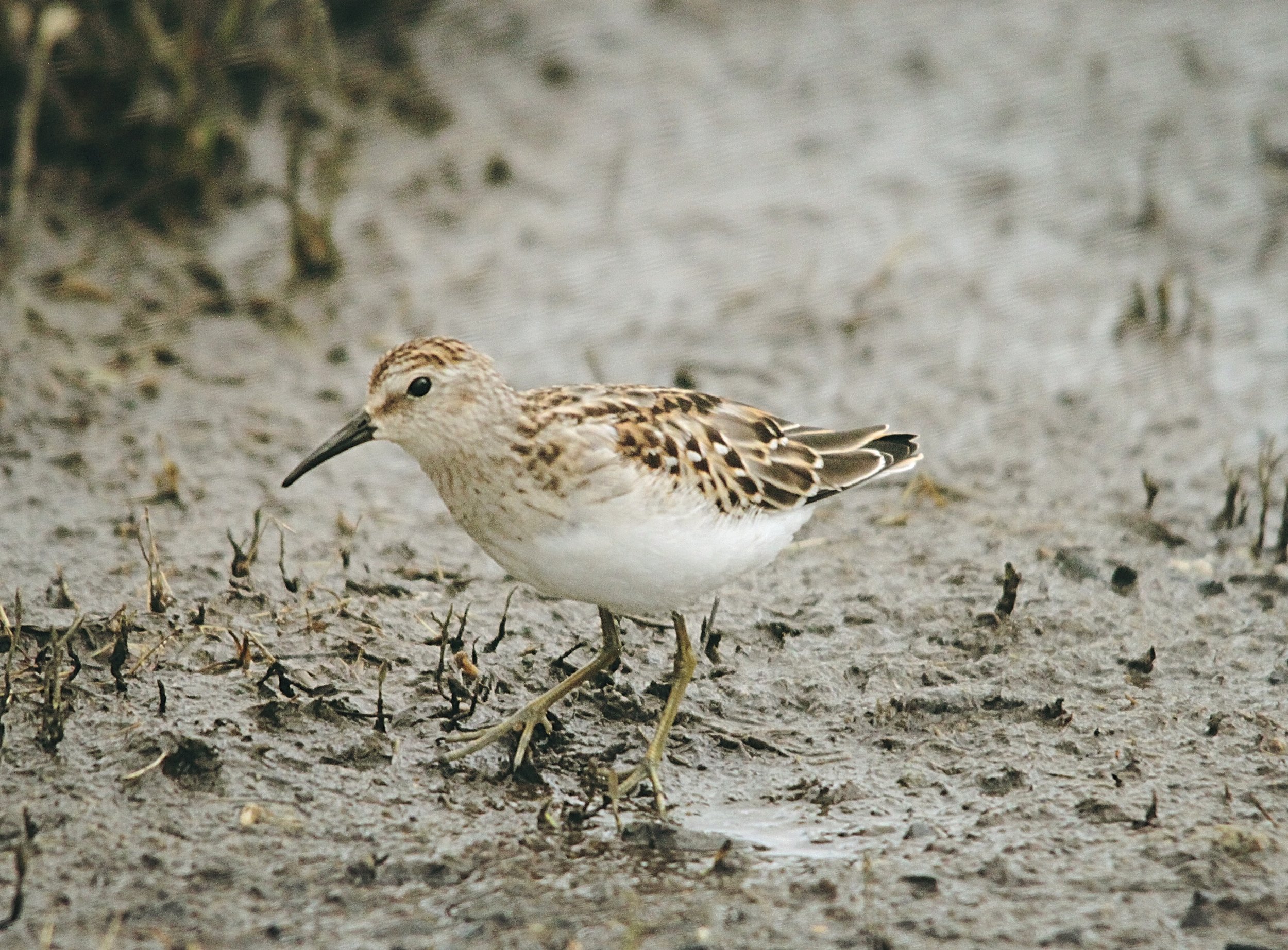 Save Shorebirds — Save Coastal Wildlife