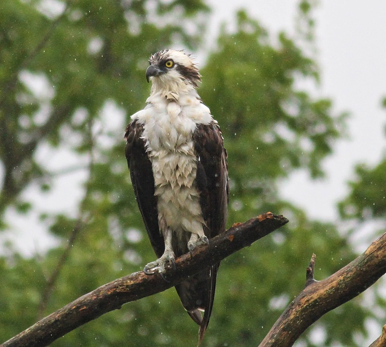 Osprey Fall Migration — Save Coastal Wildlife