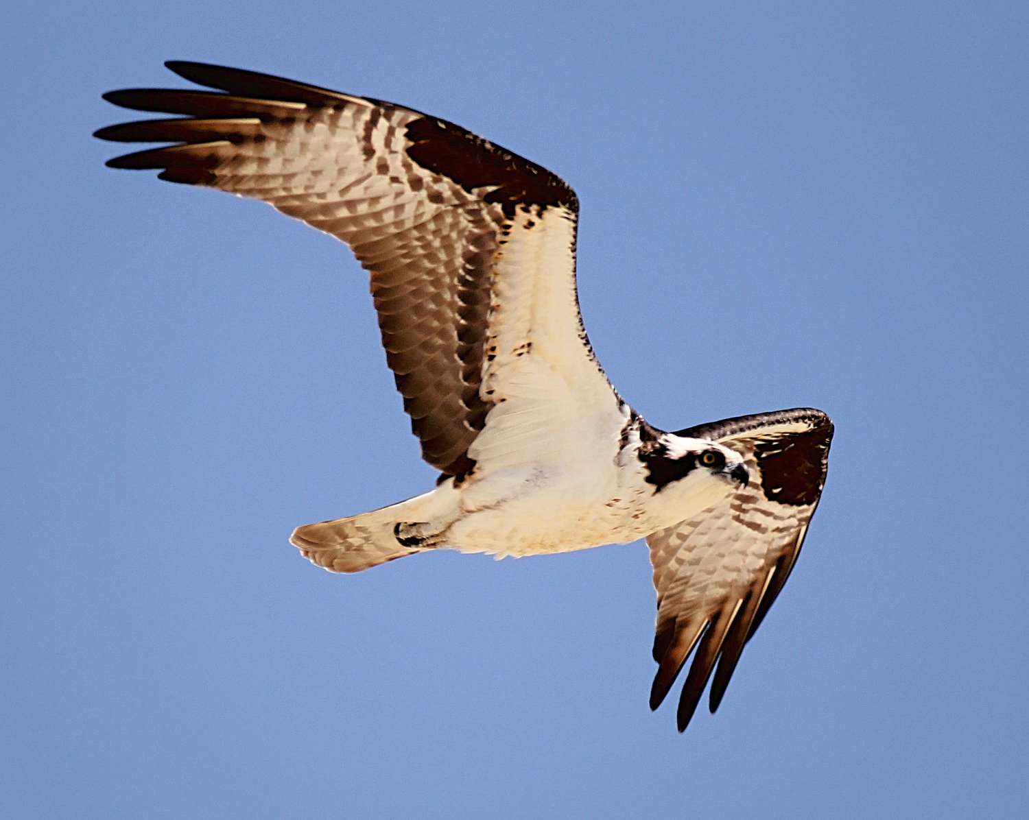 Osprey Fall Migration — Save Coastal Wildlife