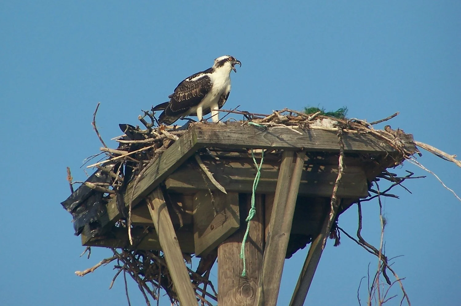 Osprey Fall Migration — Save Coastal Wildlife