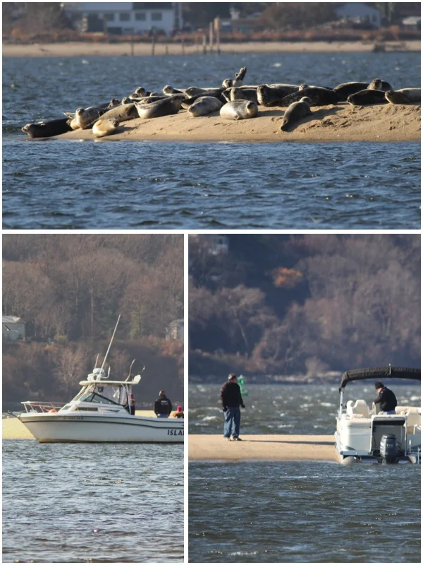 Save the Seals of Sandy Hook Bay — Save Coastal Wildlife