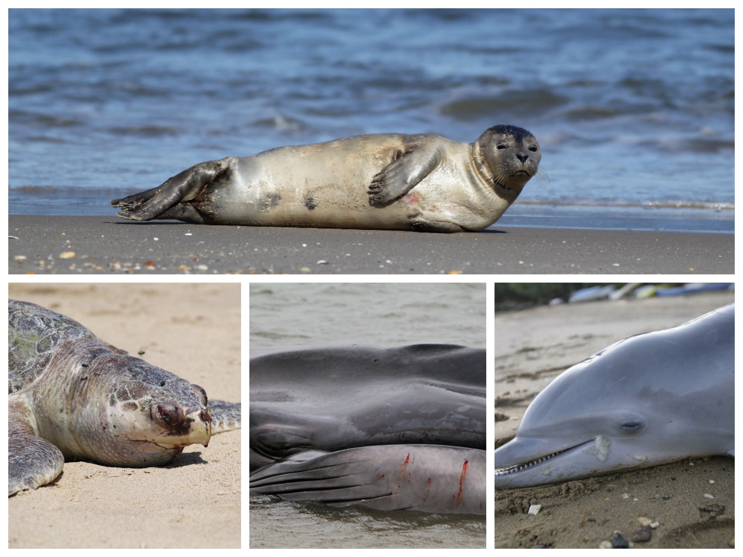 Welcome to Save Coastal Wildlife — Save Coastal Wildlife