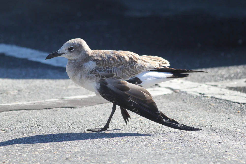 Who to call if you find an Injured Wild Birds — Save Coastal Wildlife