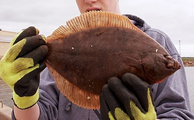 WINTER FLOUNDER — Save Coastal Wildlife