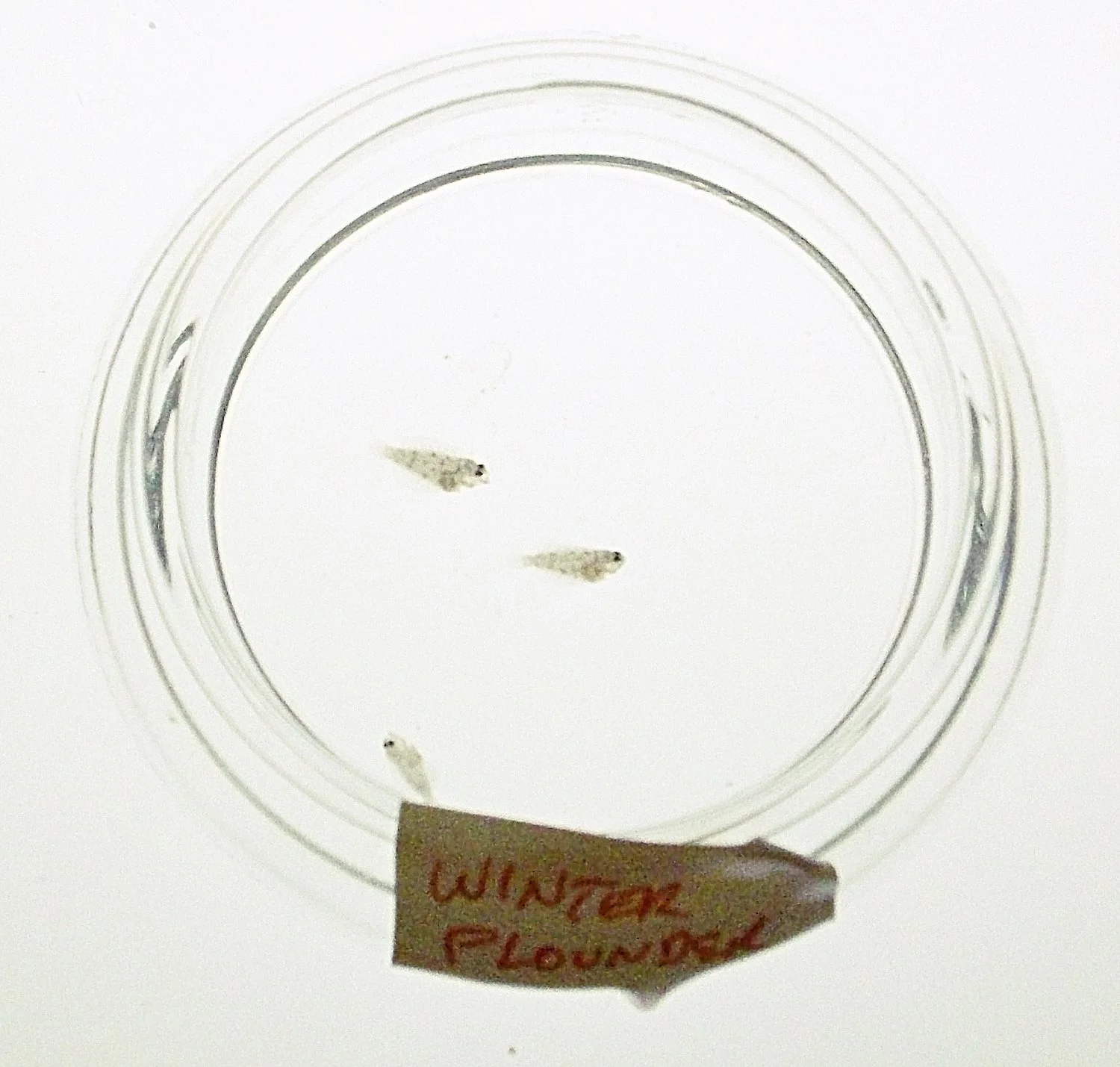 WINTER FLOUNDER — Save Coastal Wildlife