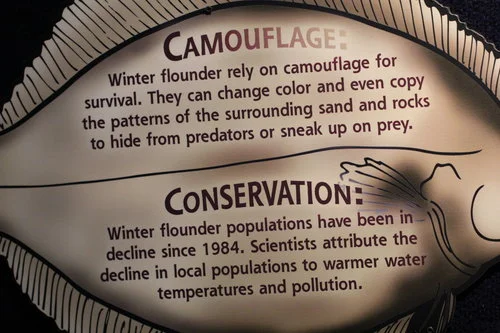 WINTER FLOUNDER — Save Coastal Wildlife
