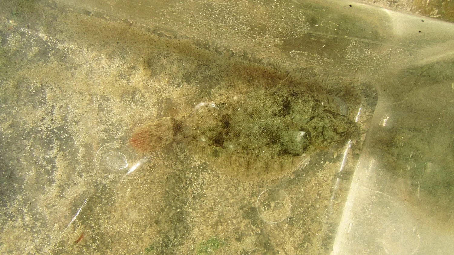 WINTER FLOUNDER — Save Coastal Wildlife