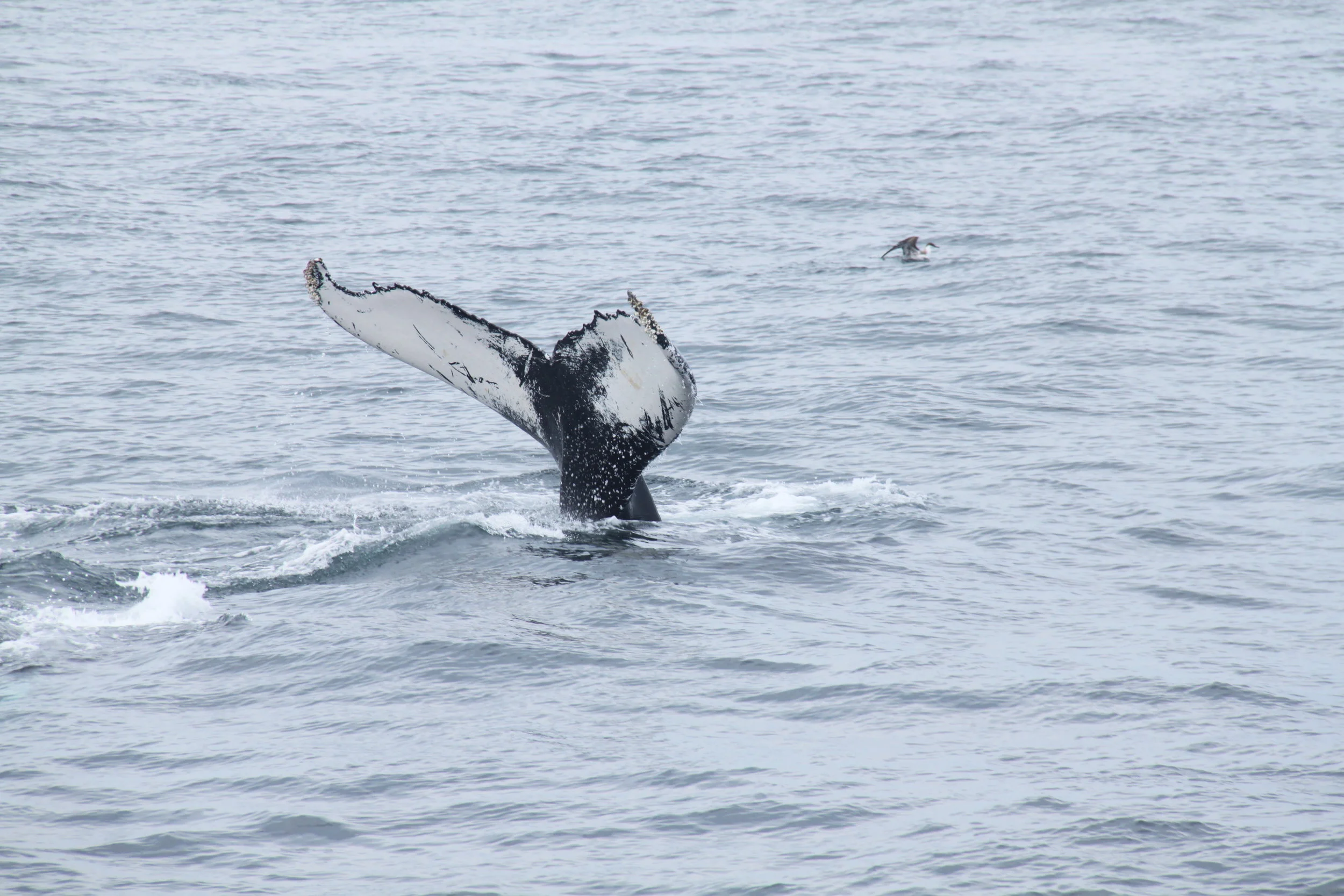 Little Leviathans in NY Harbor — Save Coastal Wildlife