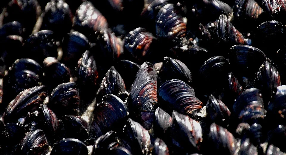 We Need More Ribbed Mussels — Save Coastal Wildlife