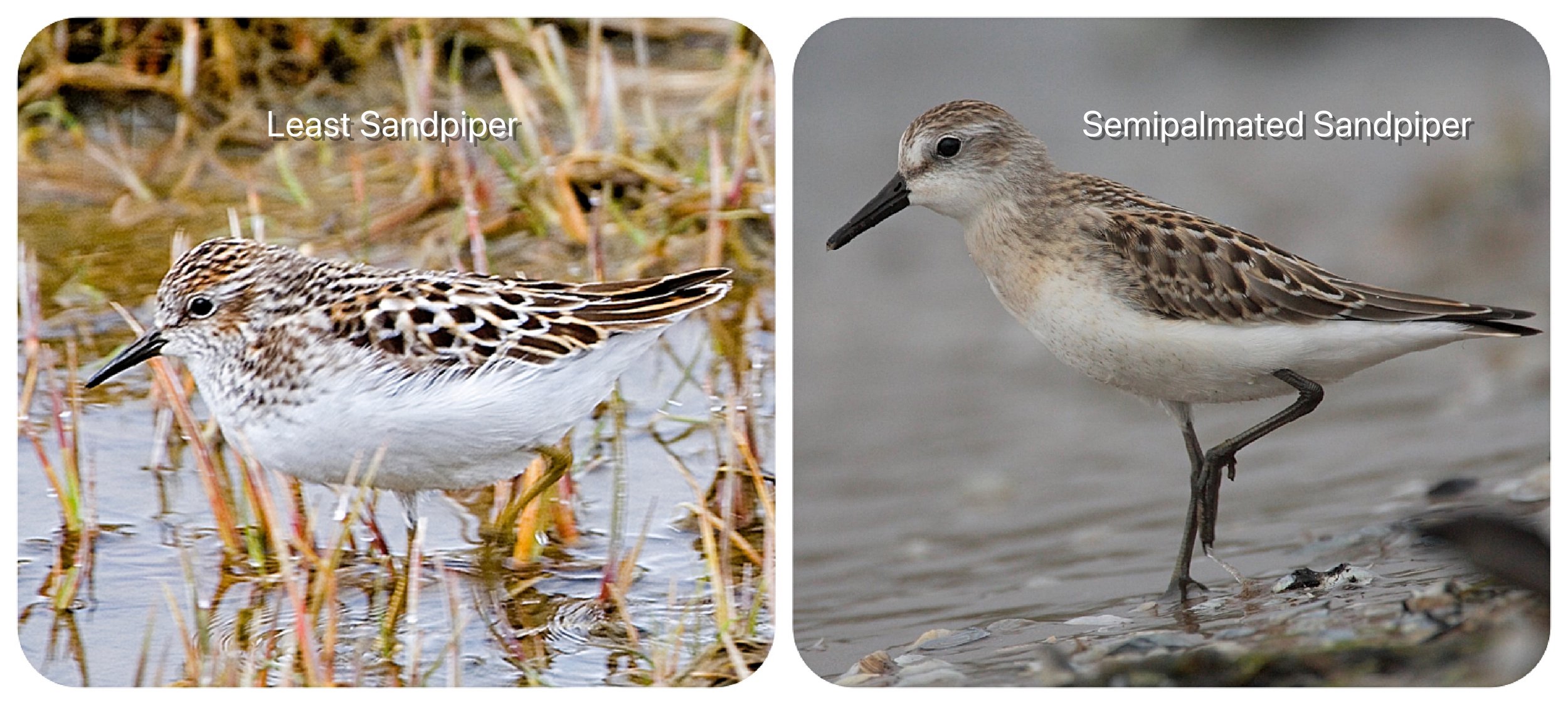 Shorebirds in Decline — Save Coastal Wildlife