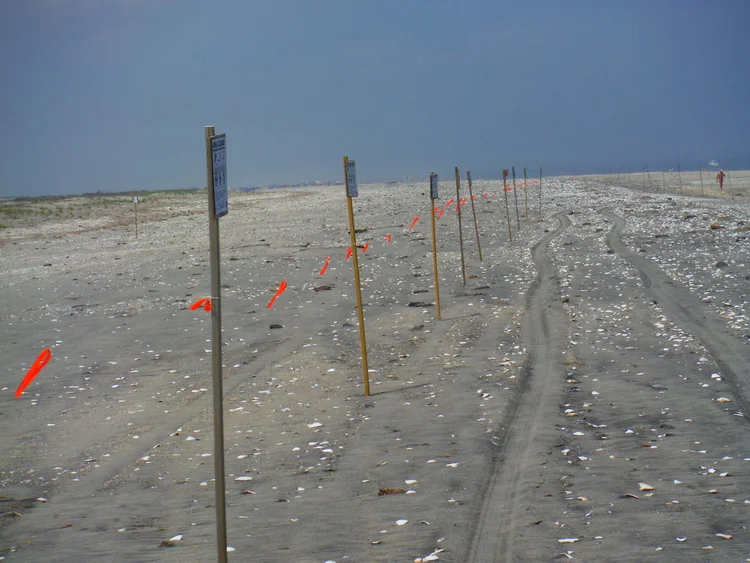 Piping Plovers — Save Coastal Wildlife