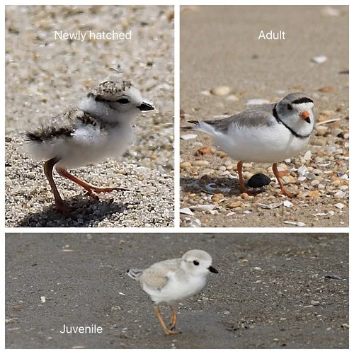 Piping Plovers — Save Coastal Wildlife
