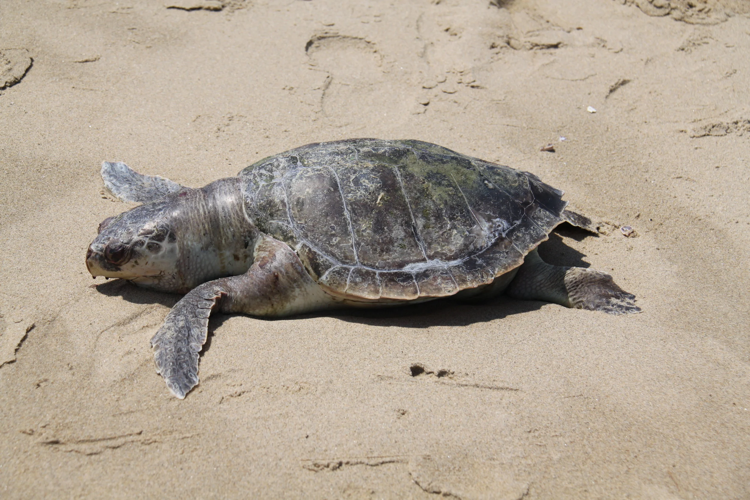 Save Sea Turtles Along Jersey Shore — Save Coastal Wildlife