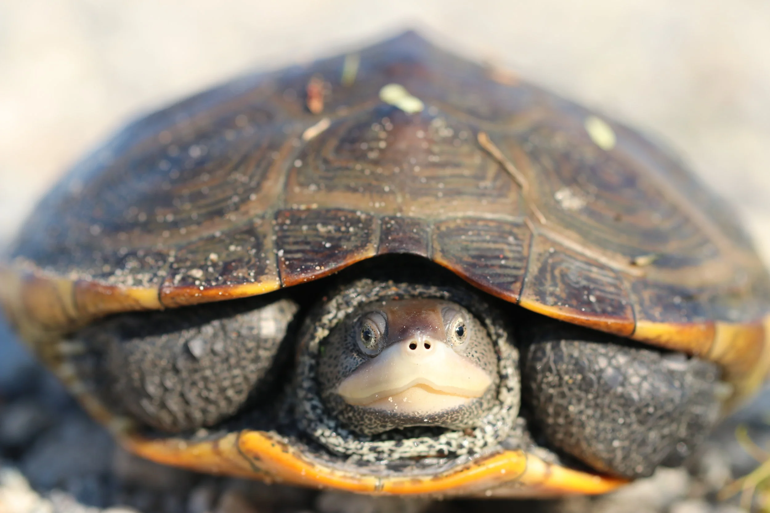Save Diamondback Terrapins in New Jersey — Save Coastal Wildlife