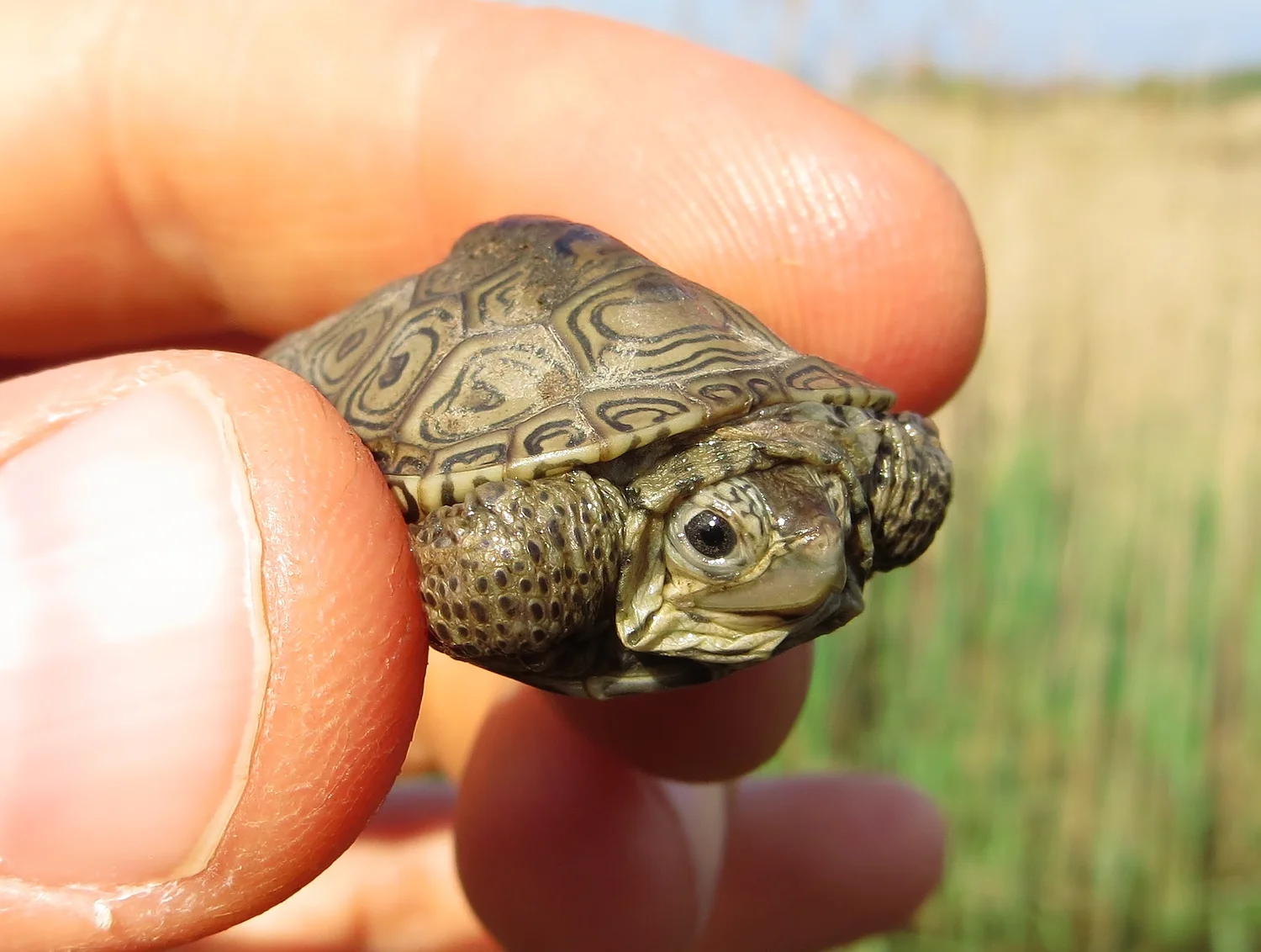 Save Diamondback Terrapins in New Jersey — Save Coastal Wildlife