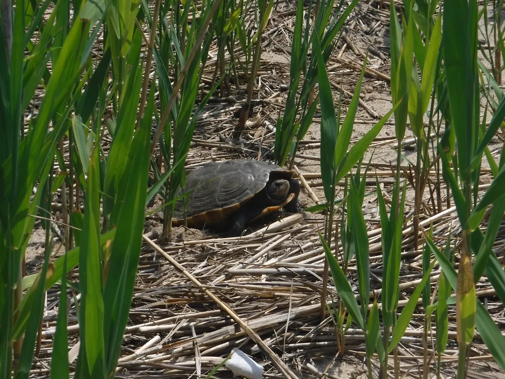 Save Diamondback Terrapins in New Jersey — Save Coastal Wildlife