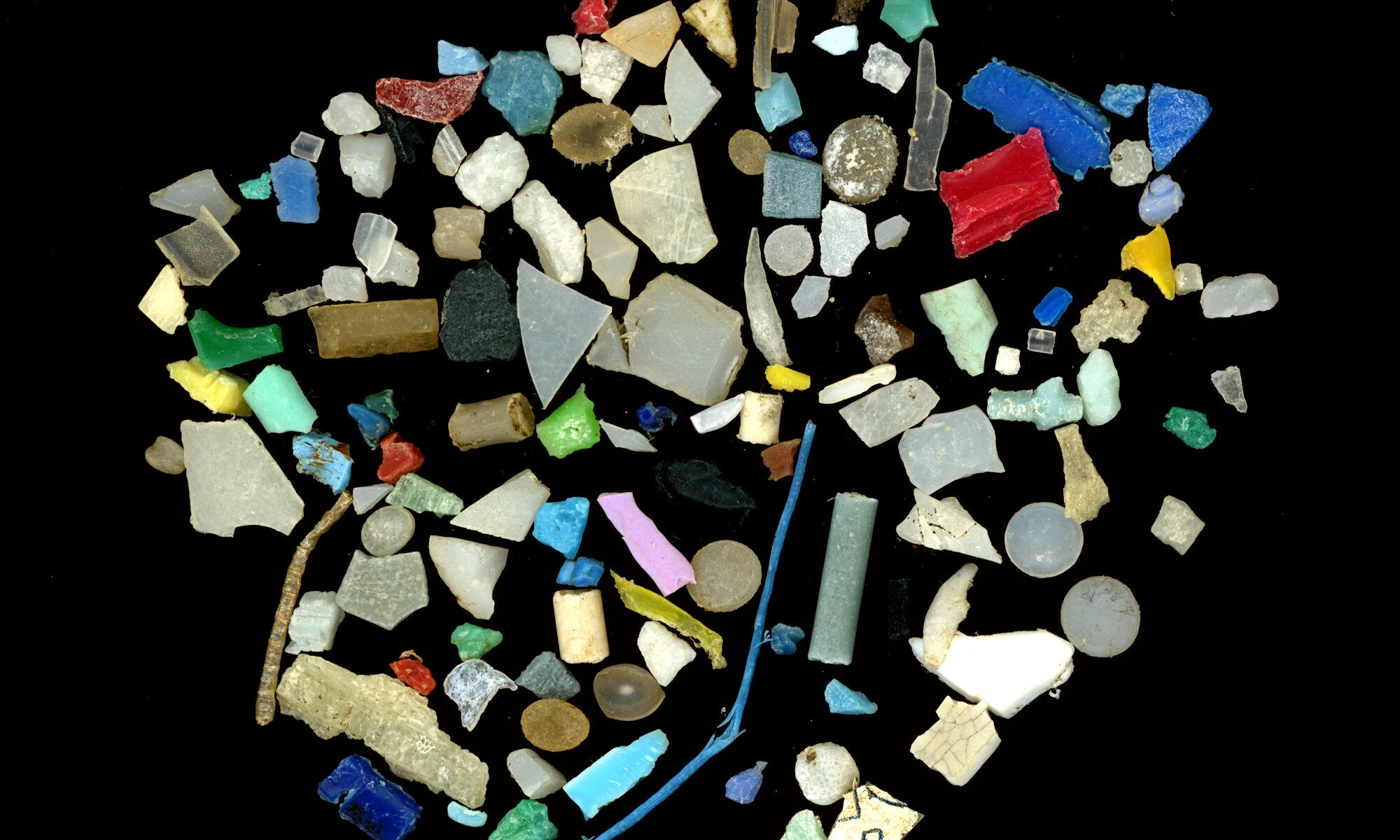 Microplastic Beach Research — Save Coastal Wildlife