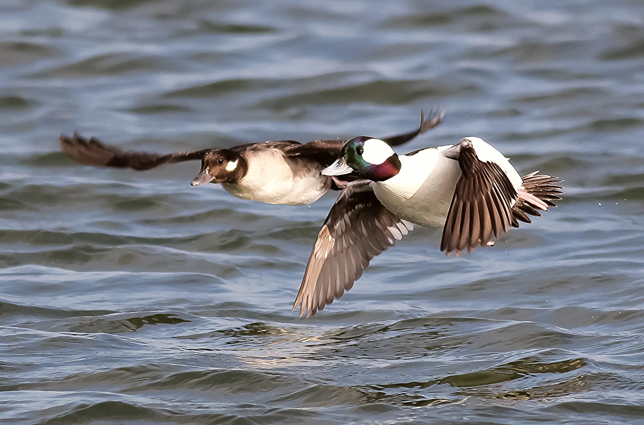 Buffleheads Along the Jersey Shore — Save Coastal Wildlife