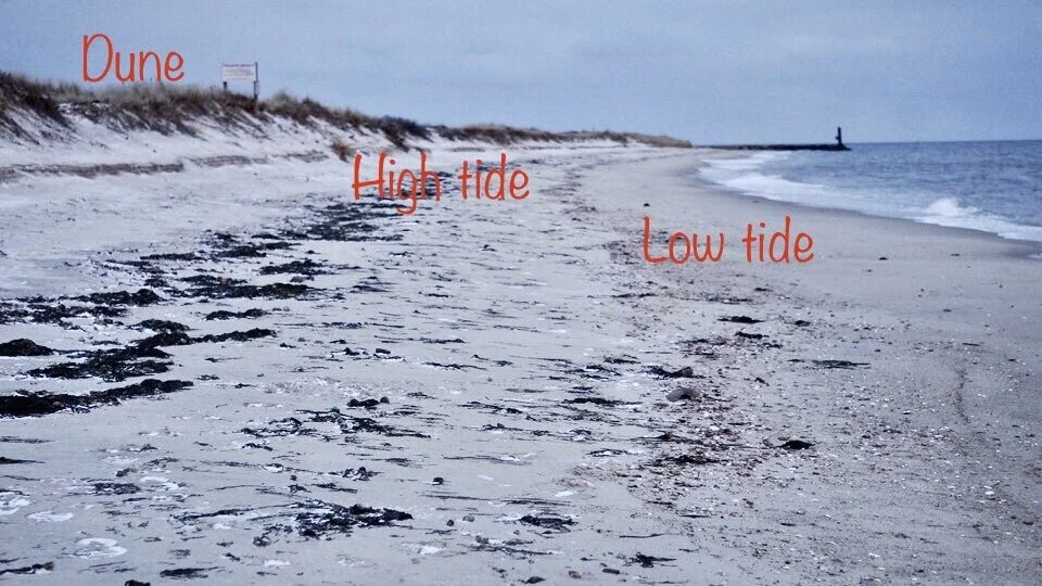 Microplastic Beach Research — Save Coastal Wildlife