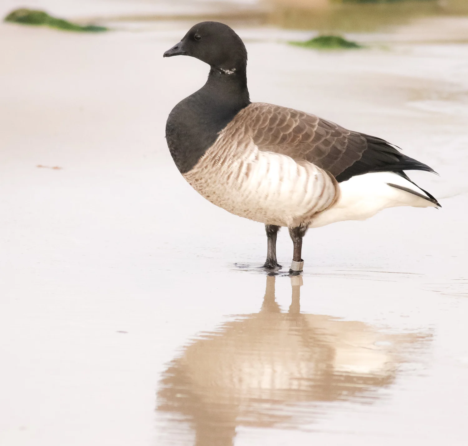 Atlantic Brant Are In Decline - WHY? — Save Coastal Wildlife