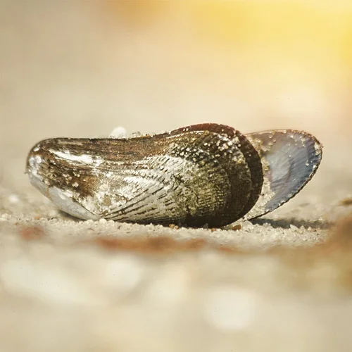 Ribbed Mussel Restoration — Save Coastal Wildlife