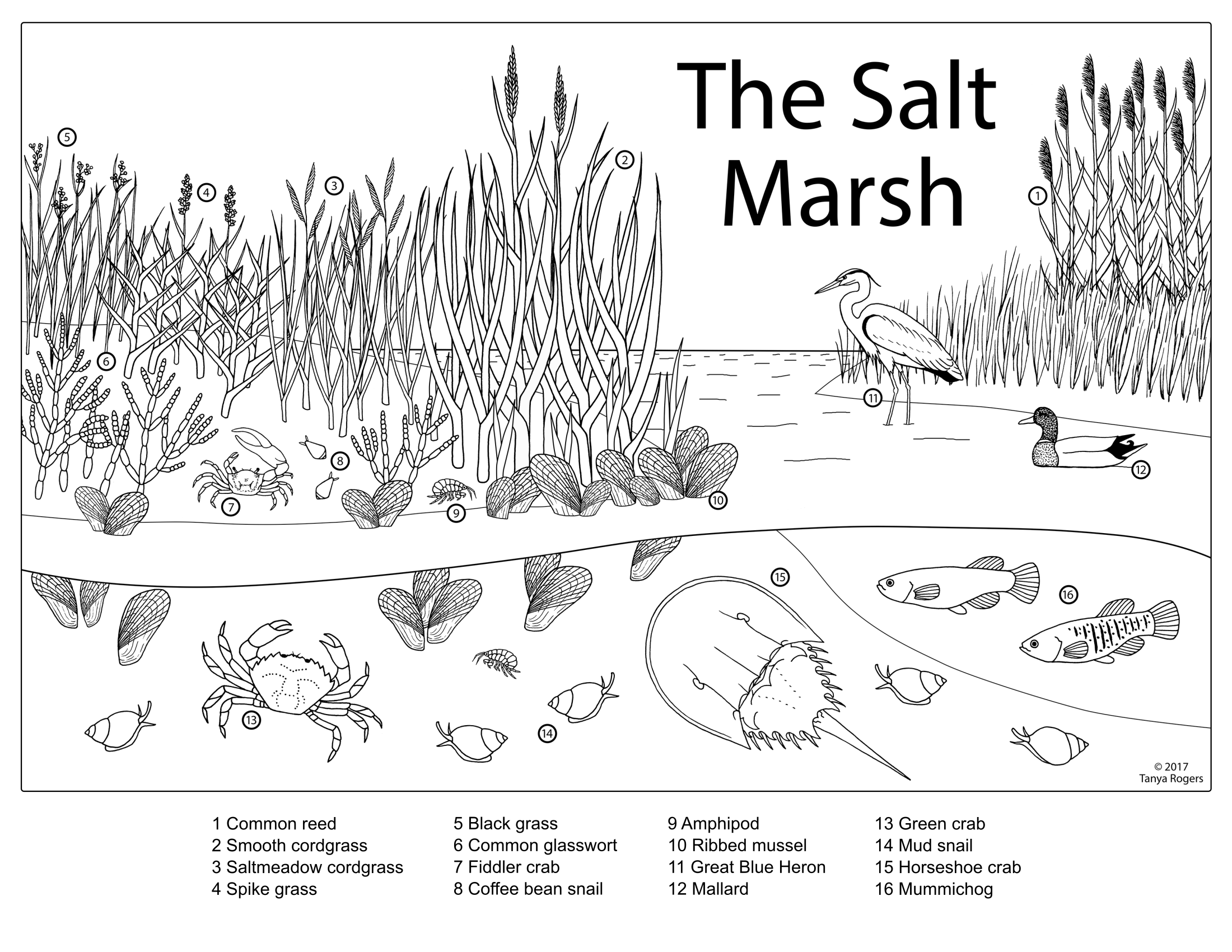 Ribbed Mussel Restoration — Save Coastal Wildlife