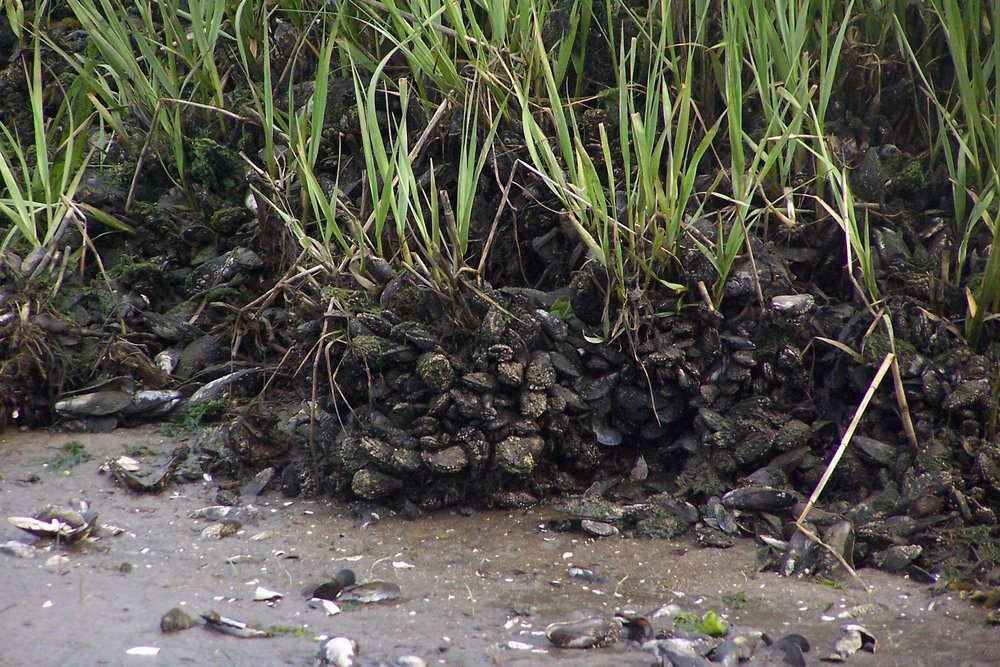 Ribbed Mussel Restoration — Save Coastal Wildlife