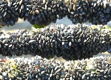 Ribbed Mussel Restoration — Save Coastal Wildlife