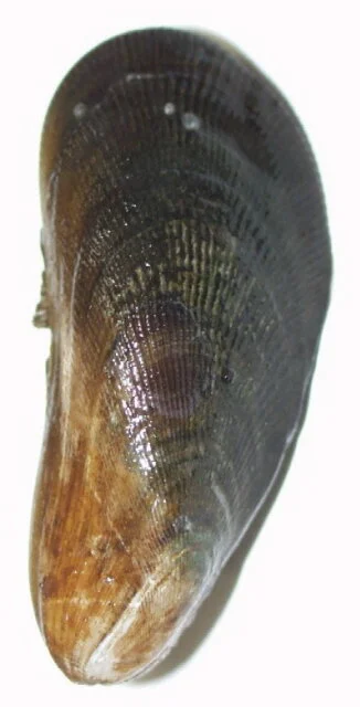 Ribbed Mussel Restoration — Save Coastal Wildlife