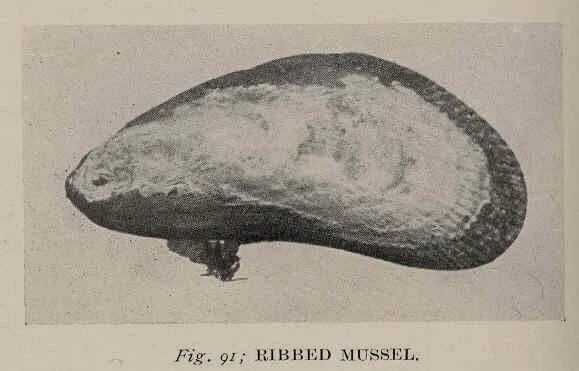 Ribbed Mussel Restoration — Save Coastal Wildlife