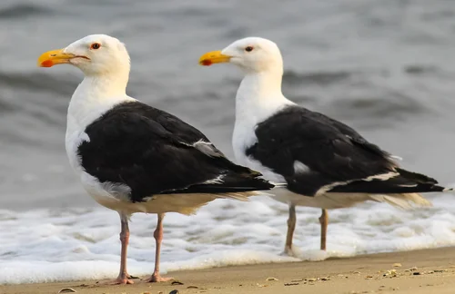 Have We All Missed the Point About Seagulls? — Save Coastal Wildlife