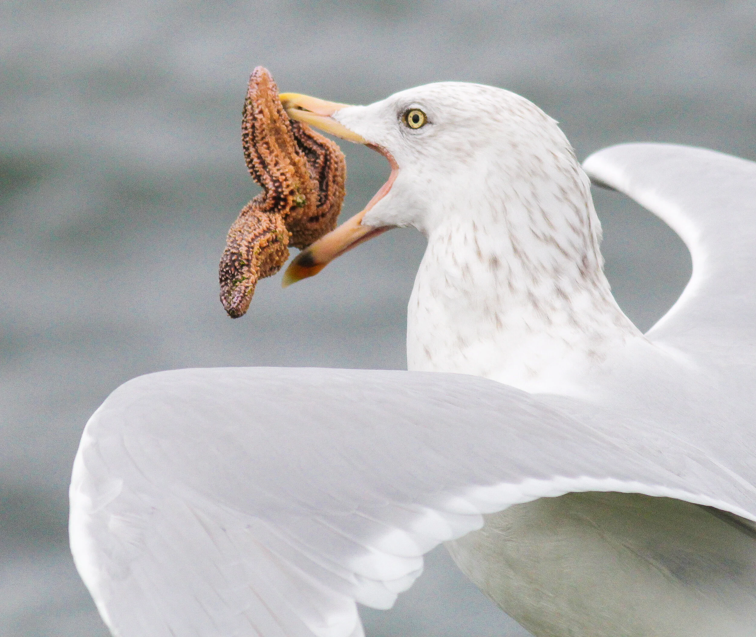 Have We All Missed the Point About Seagulls? — Save Coastal Wildlife