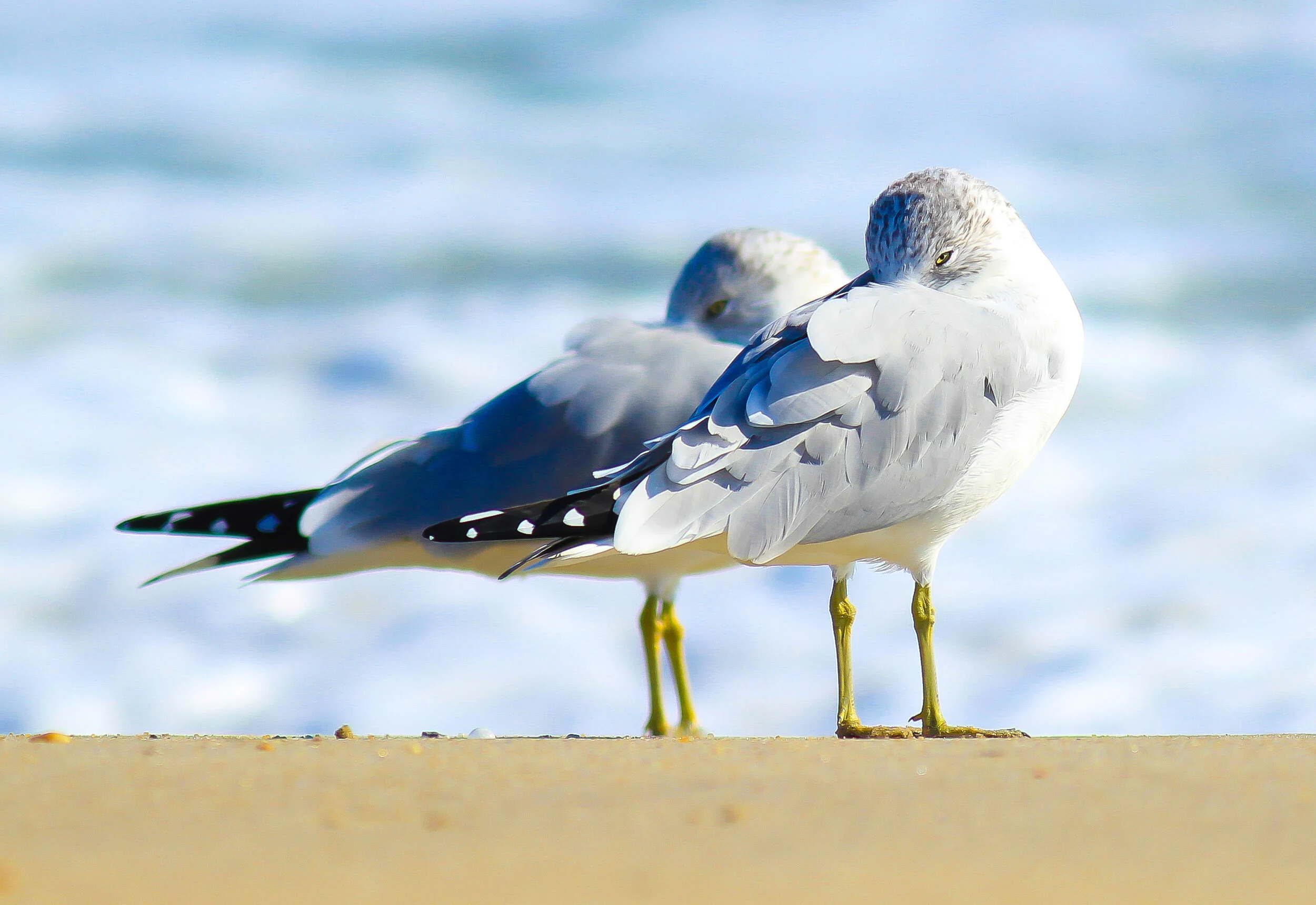 Have We All Missed the Point About Seagulls? — Save Coastal Wildlife