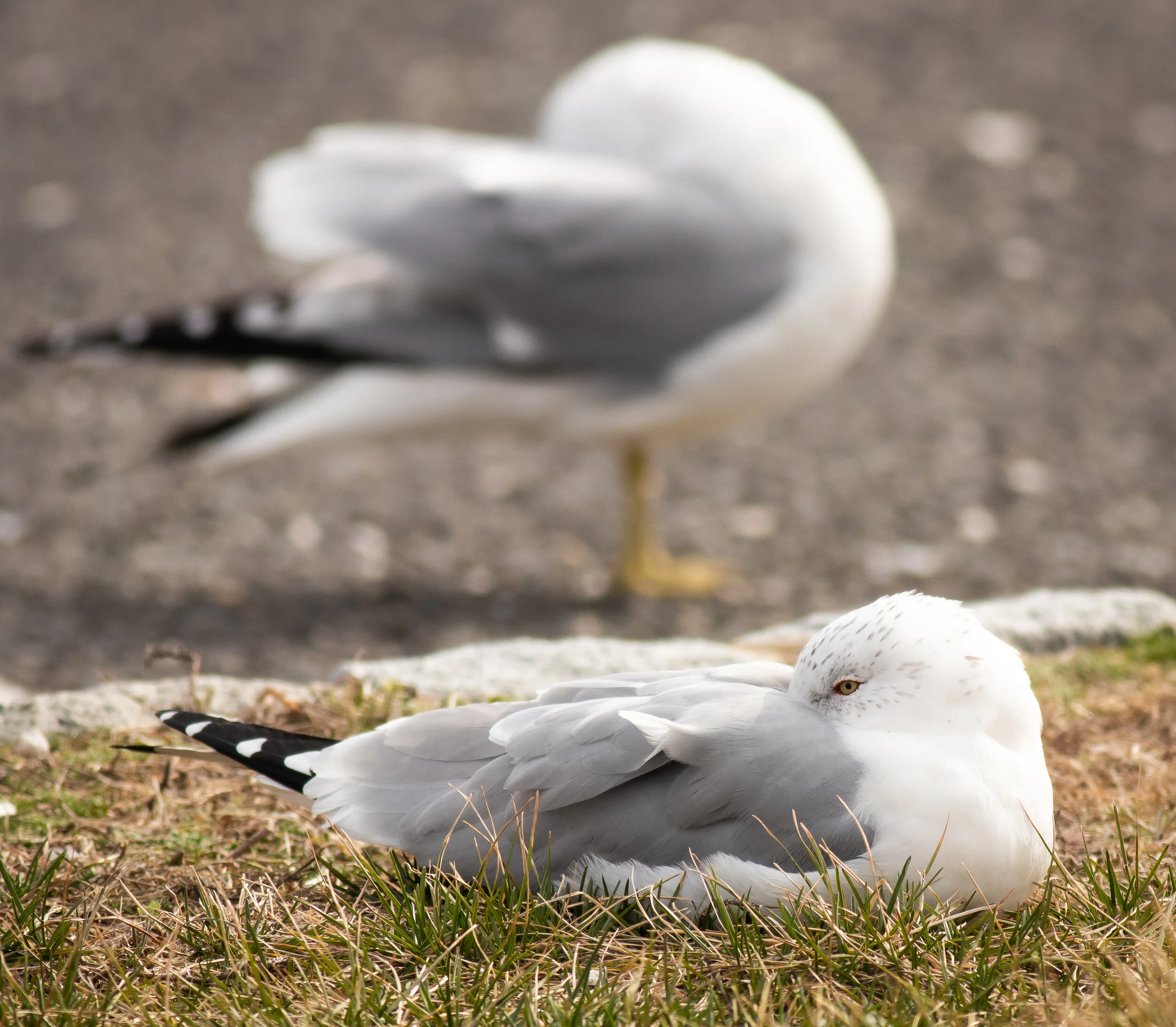 Have We All Missed the Point About Seagulls? — Save Coastal Wildlife