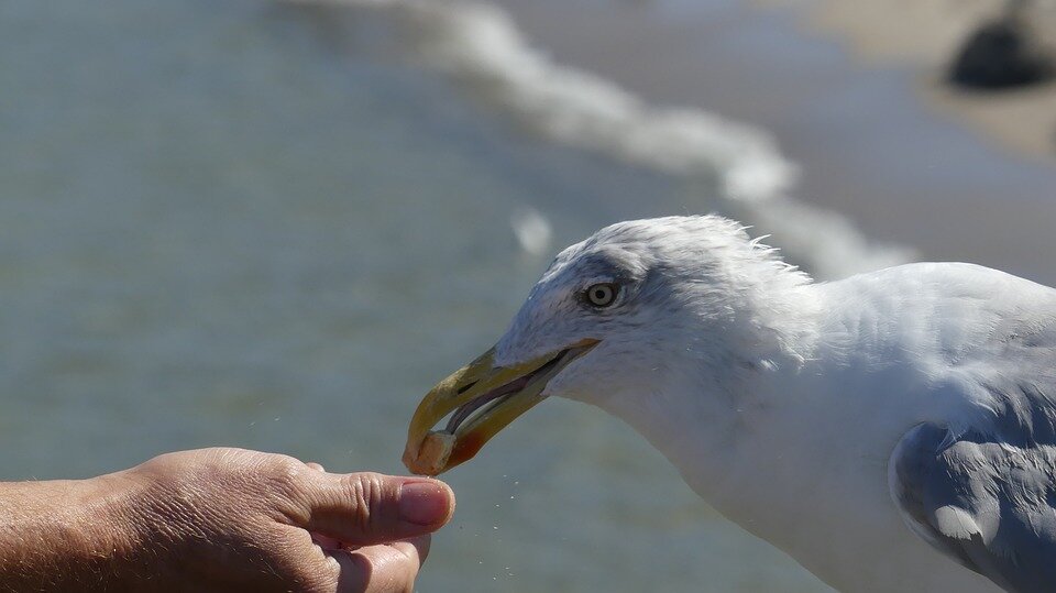 Have We All Missed the Point About Seagulls? — Save Coastal Wildlife