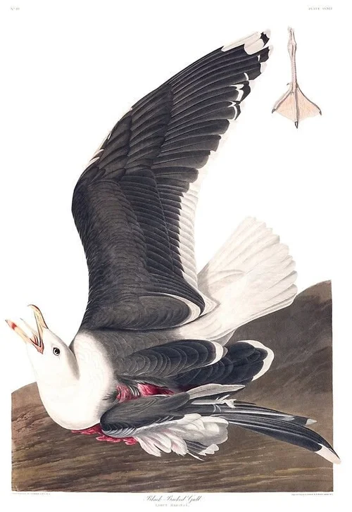Have We All Missed the Point About Seagulls? — Save Coastal Wildlife