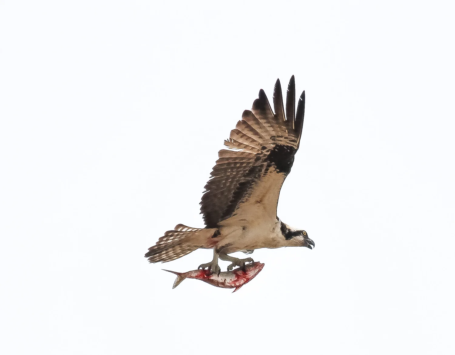 Ospreys Have A Shocking Spring Migration! — Save Coastal Wildlife