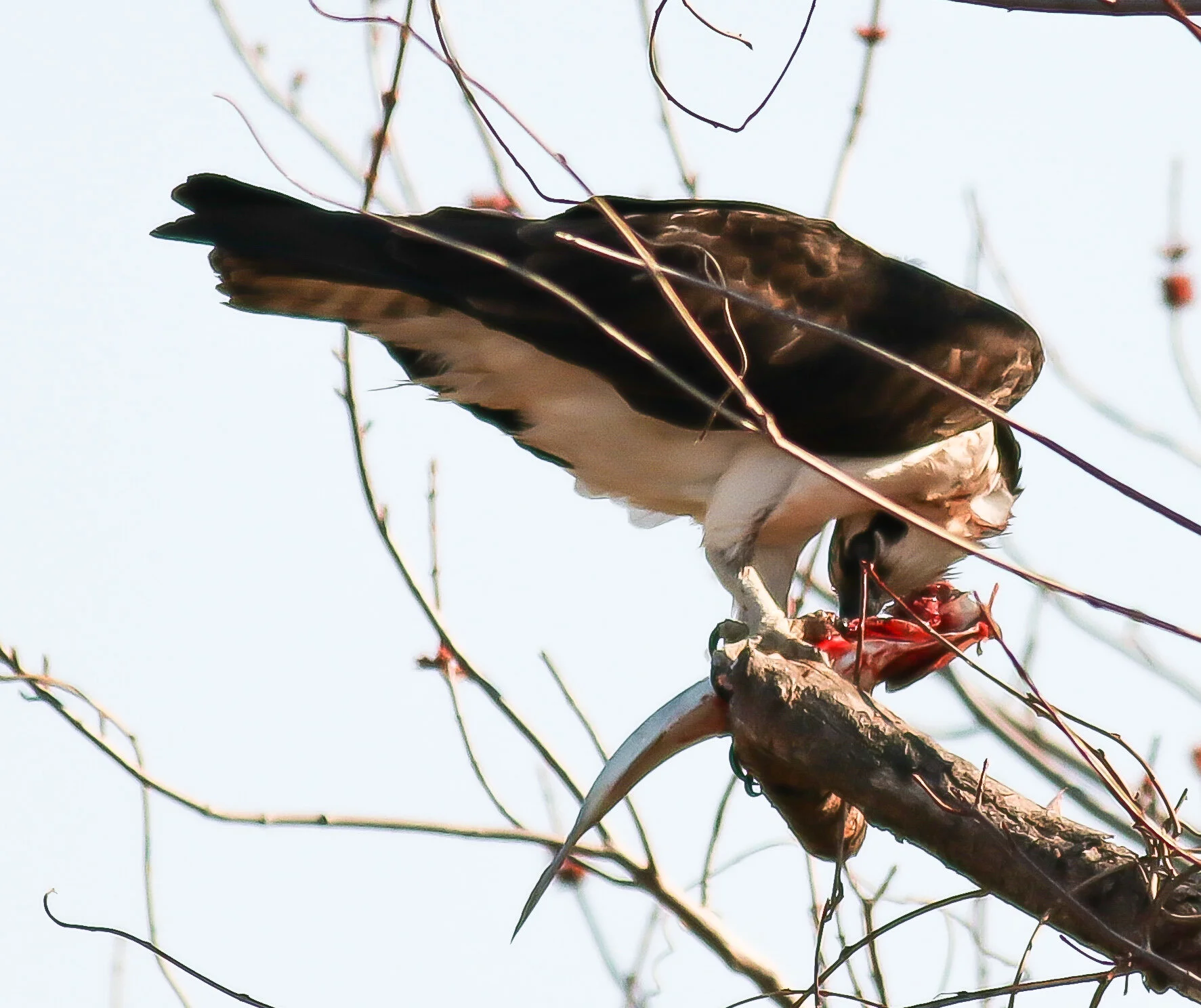 Ospreys Have A Shocking Spring Migration! — Save Coastal Wildlife