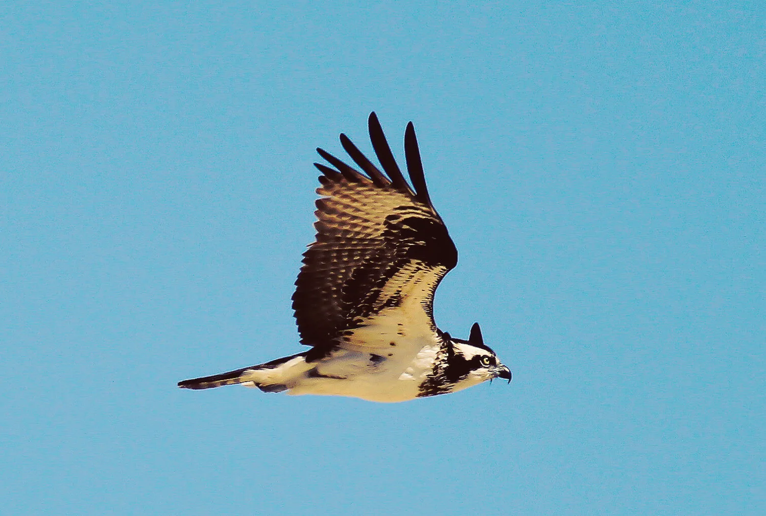 Ospreys Have A Shocking Spring Migration! — Save Coastal Wildlife