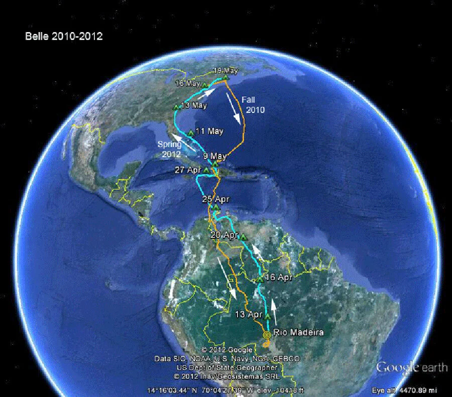 Ospreys Have A Shocking Spring Migration! — Save Coastal Wildlife
