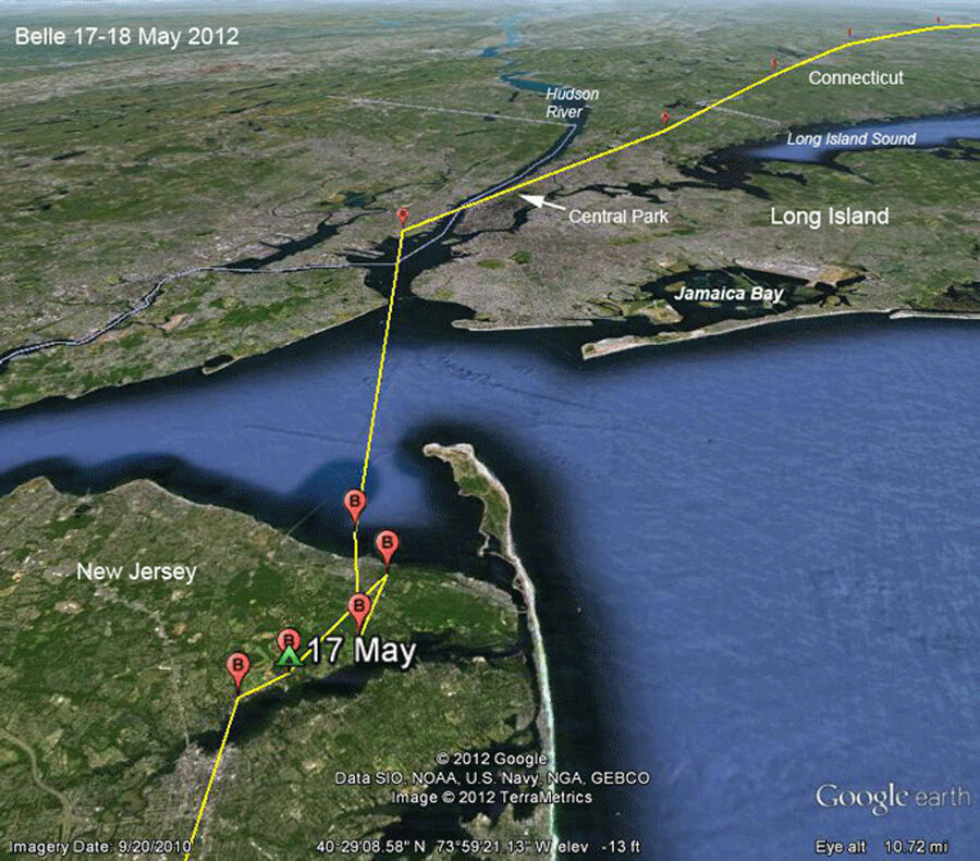 Ospreys Have A Shocking Spring Migration! — Save Coastal Wildlife