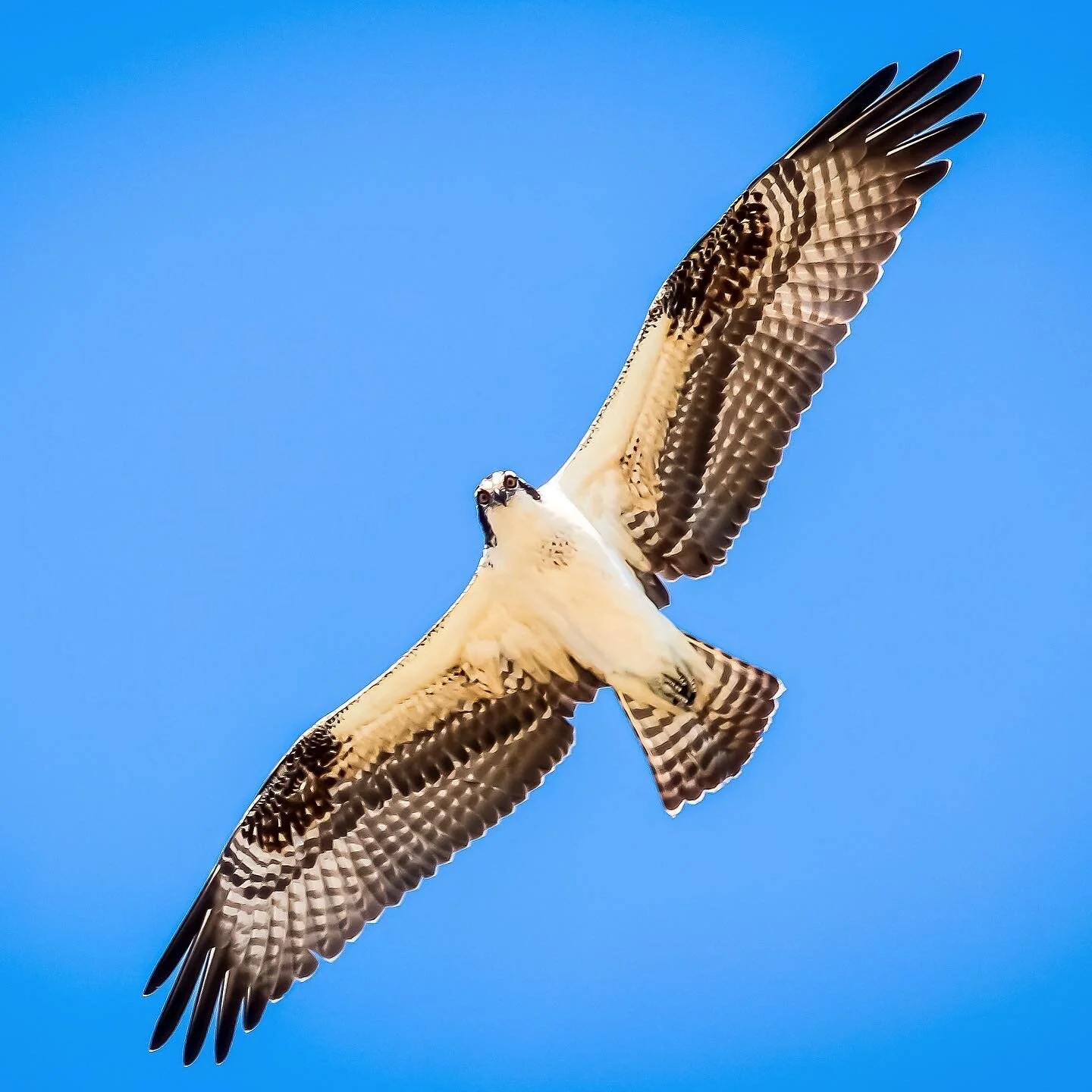 Ospreys Have A Shocking Spring Migration — Save Coastal Wildlife