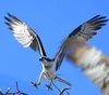 Ospreys Have A Shocking Spring Migration! — Save Coastal Wildlife