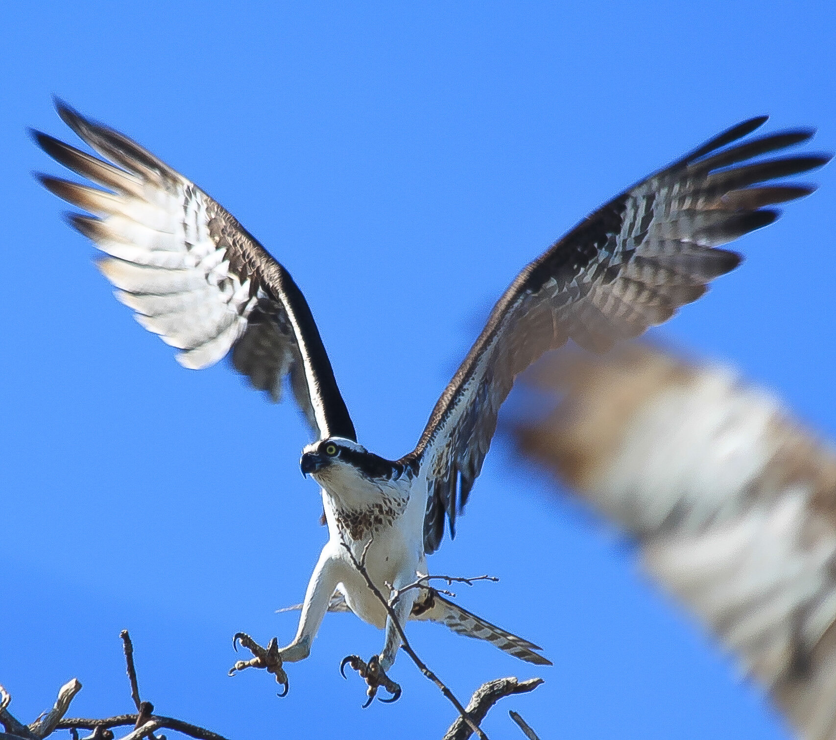 Ospreys Have A Shocking Spring Migration! — Save Coastal Wildlife