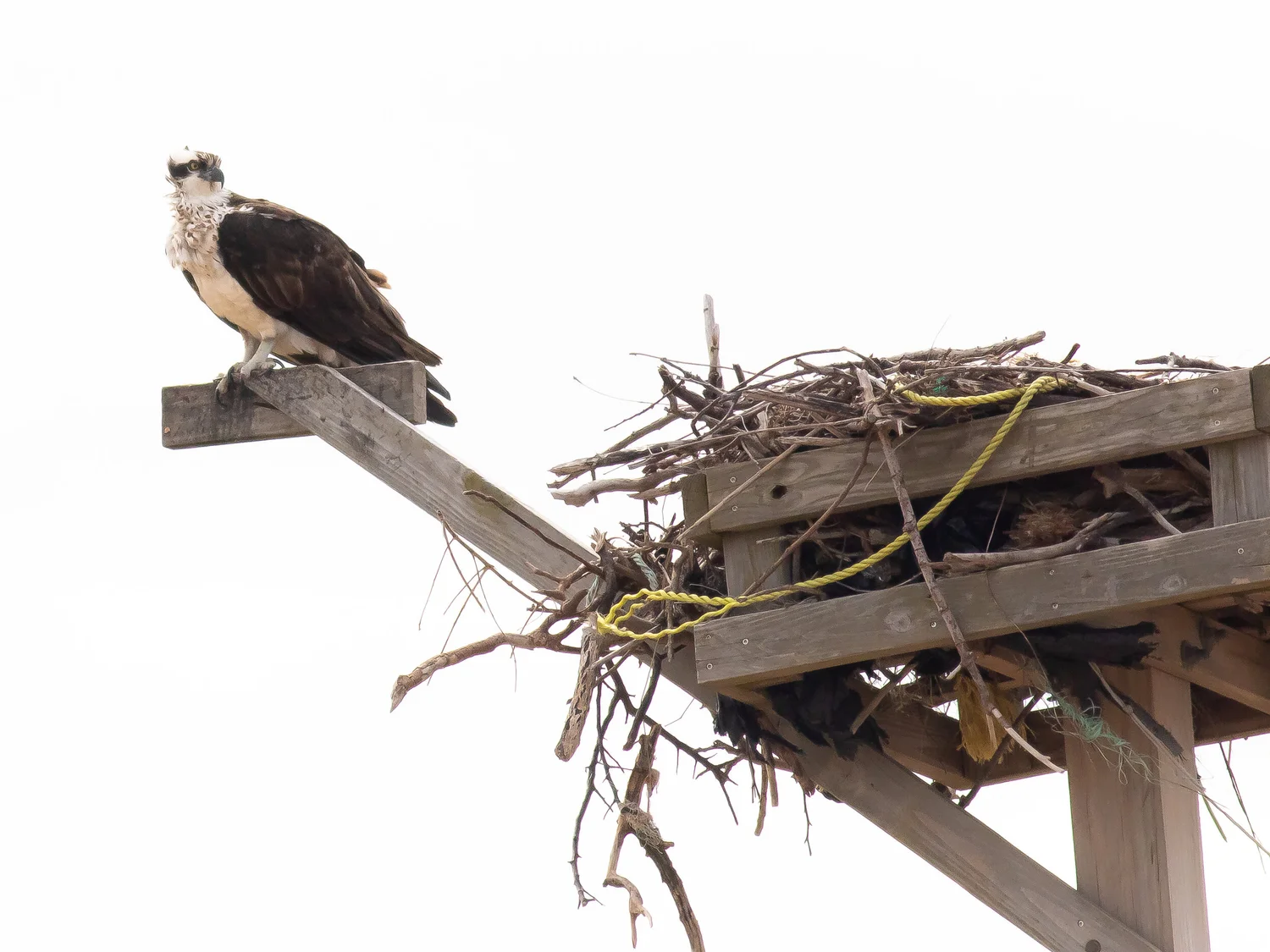 Ospreys Have A Shocking Spring Migration! — Save Coastal Wildlife