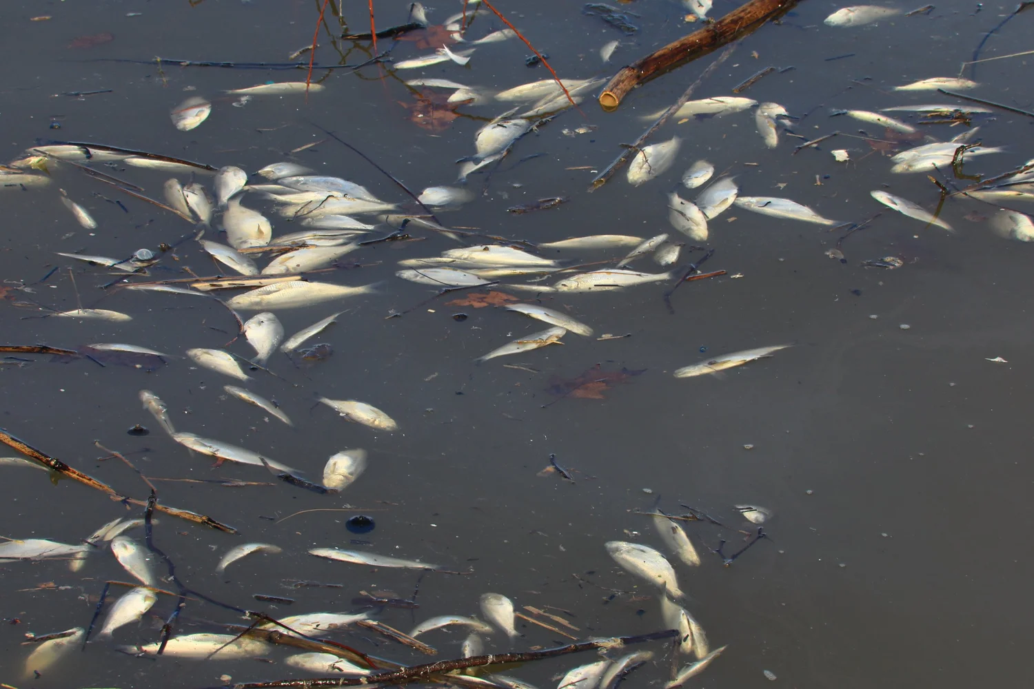 Why So Many Dead Menhaden — Save Coastal Wildlife